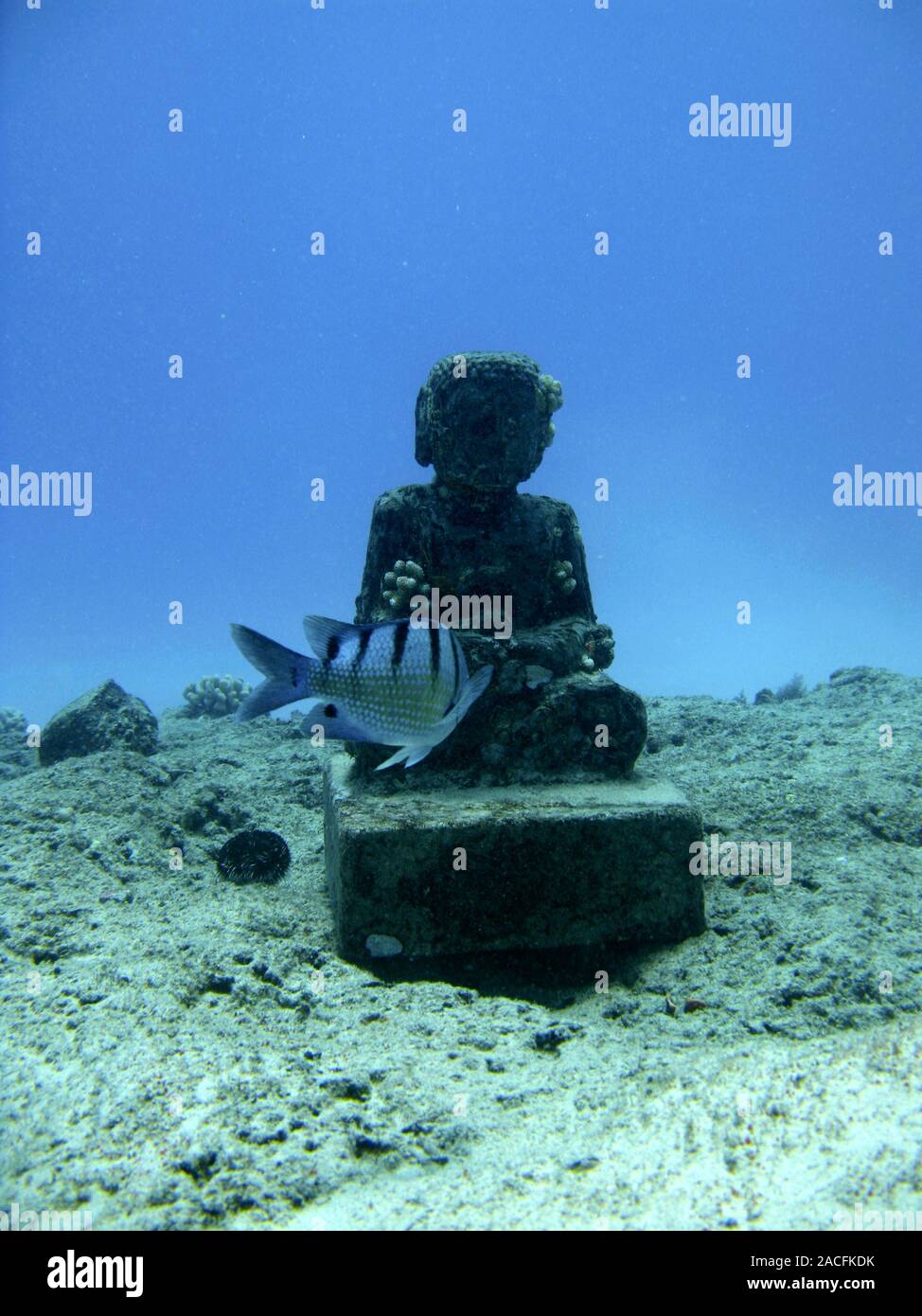 Sunken statue. Fish inspecting a sunken statue in Manualua Bay, Oahu ...