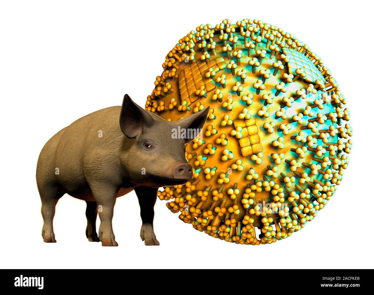 Swine flu, conceptual computer artwork. Pig and an H1N1 influenza (flu ...
