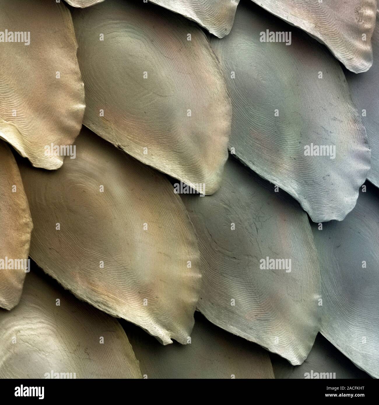 Salmon scales. Coloured scanning electron micrograph (SEM) of salmon ...