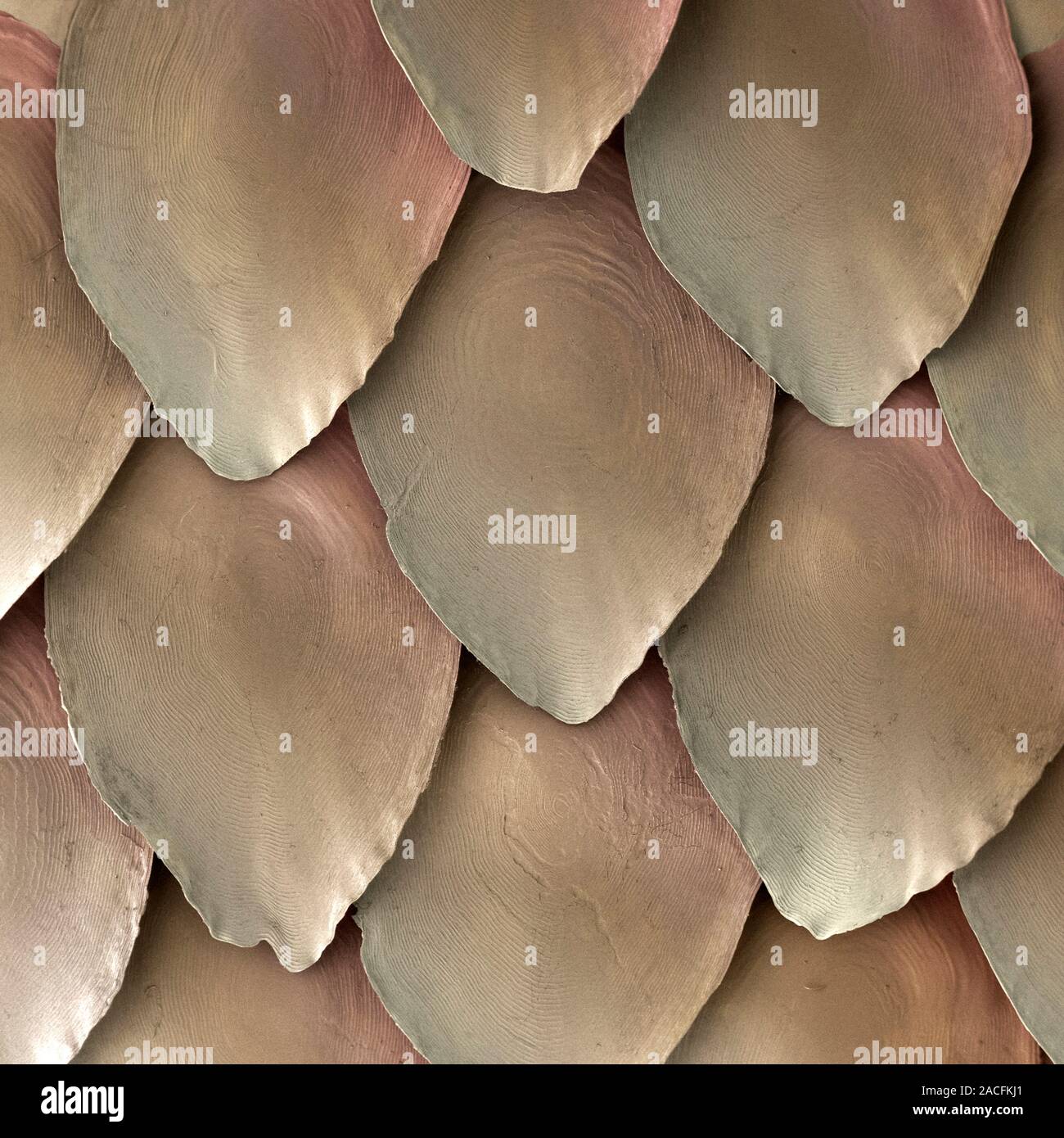Salmon scales. Coloured scanning electron micrograph (SEM) of salmon ...