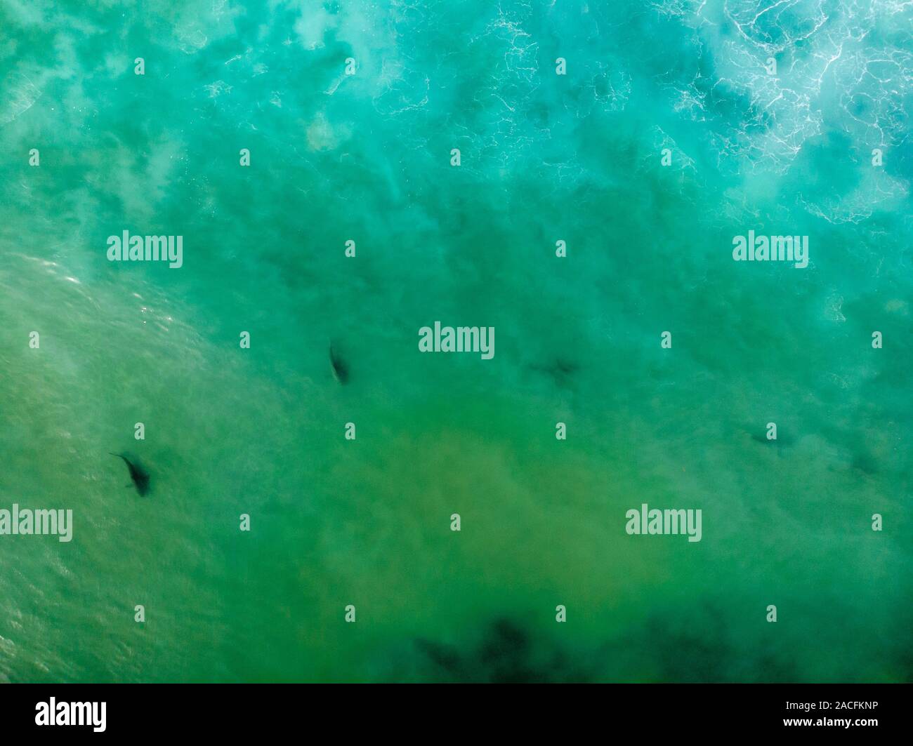 Sharks swiming in hot water near power plant at Hadera, Israel Stock ...