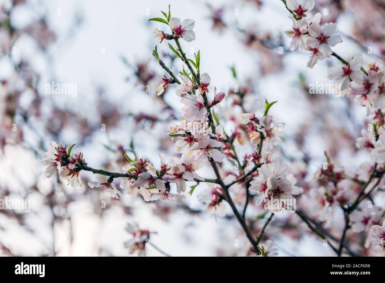 Almond tree bloom in blue streets of Holy city Safed, Israel Stock ...