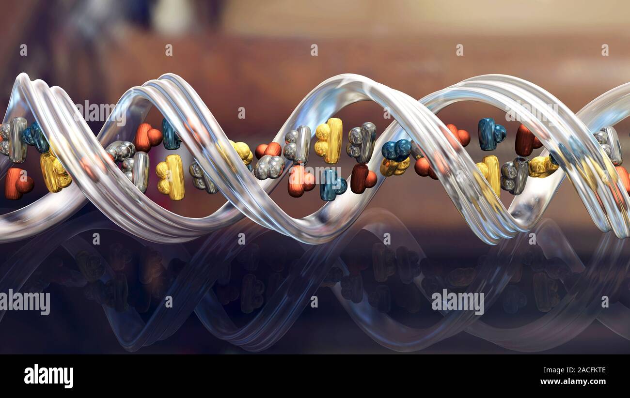 DNA molecule. Computer artwork of a molecule of DNA (deoxyribonucleic ...