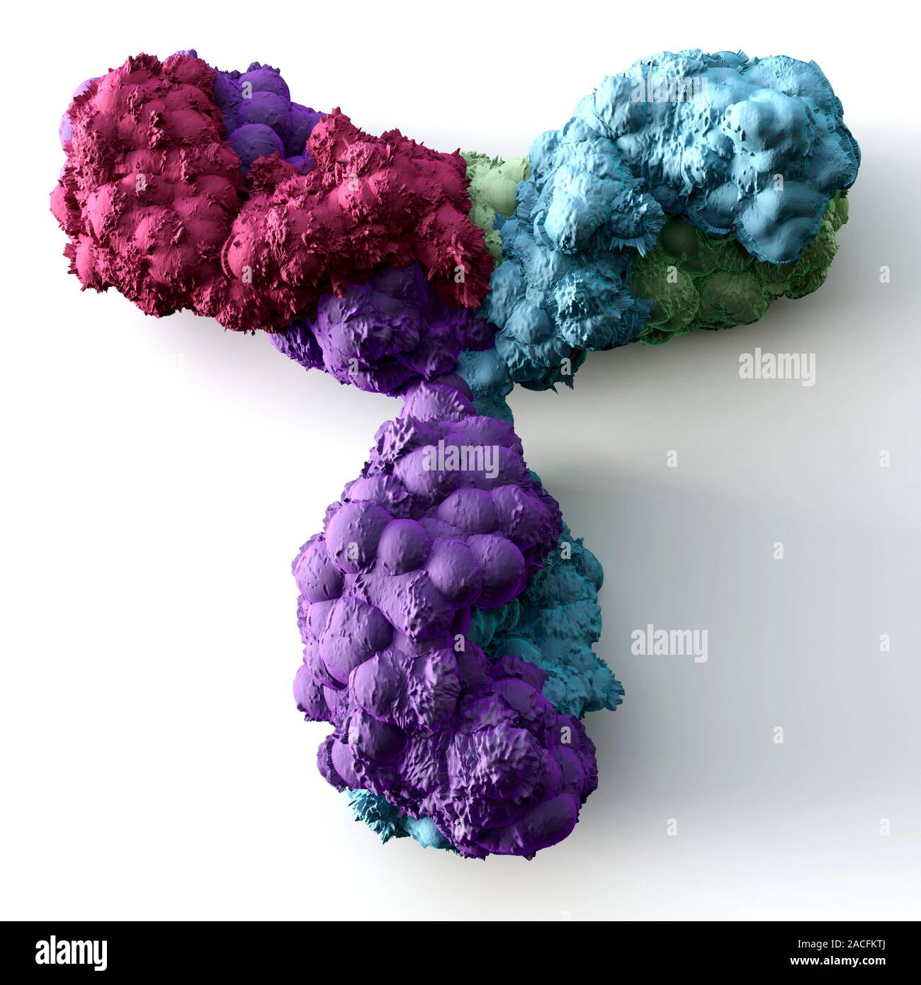 Antibody. Molecular model of the surface of an antibody. This Y-shaped ...