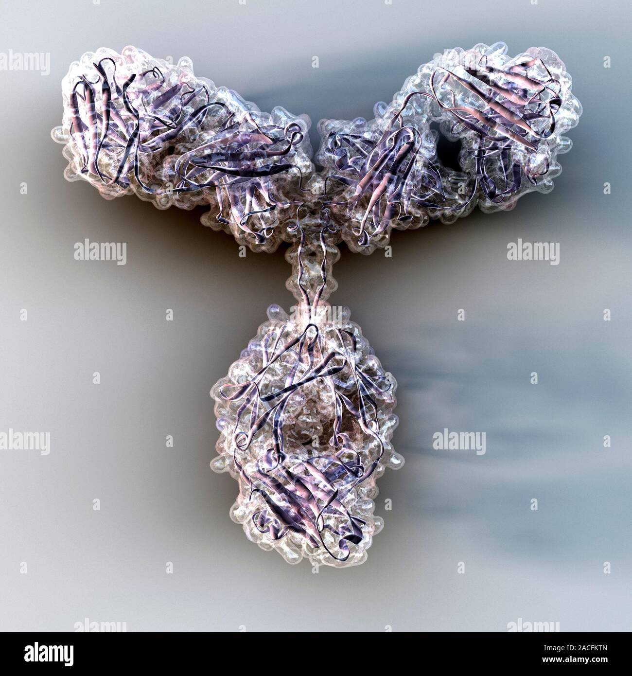 Antibody. Molecular model of an antibody. This Y-shaped protein is ...