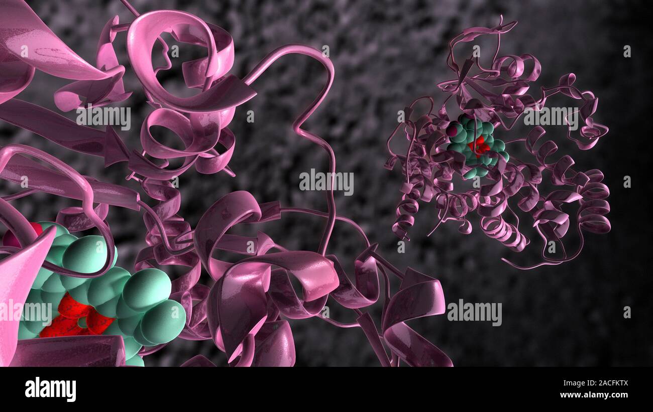 Cytochrome P450 molecules. Computer artwork showing the secondary ...