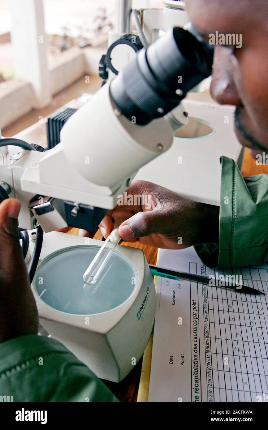 Malaria research, Africa. Researcher analysing a mosquito under a light ...