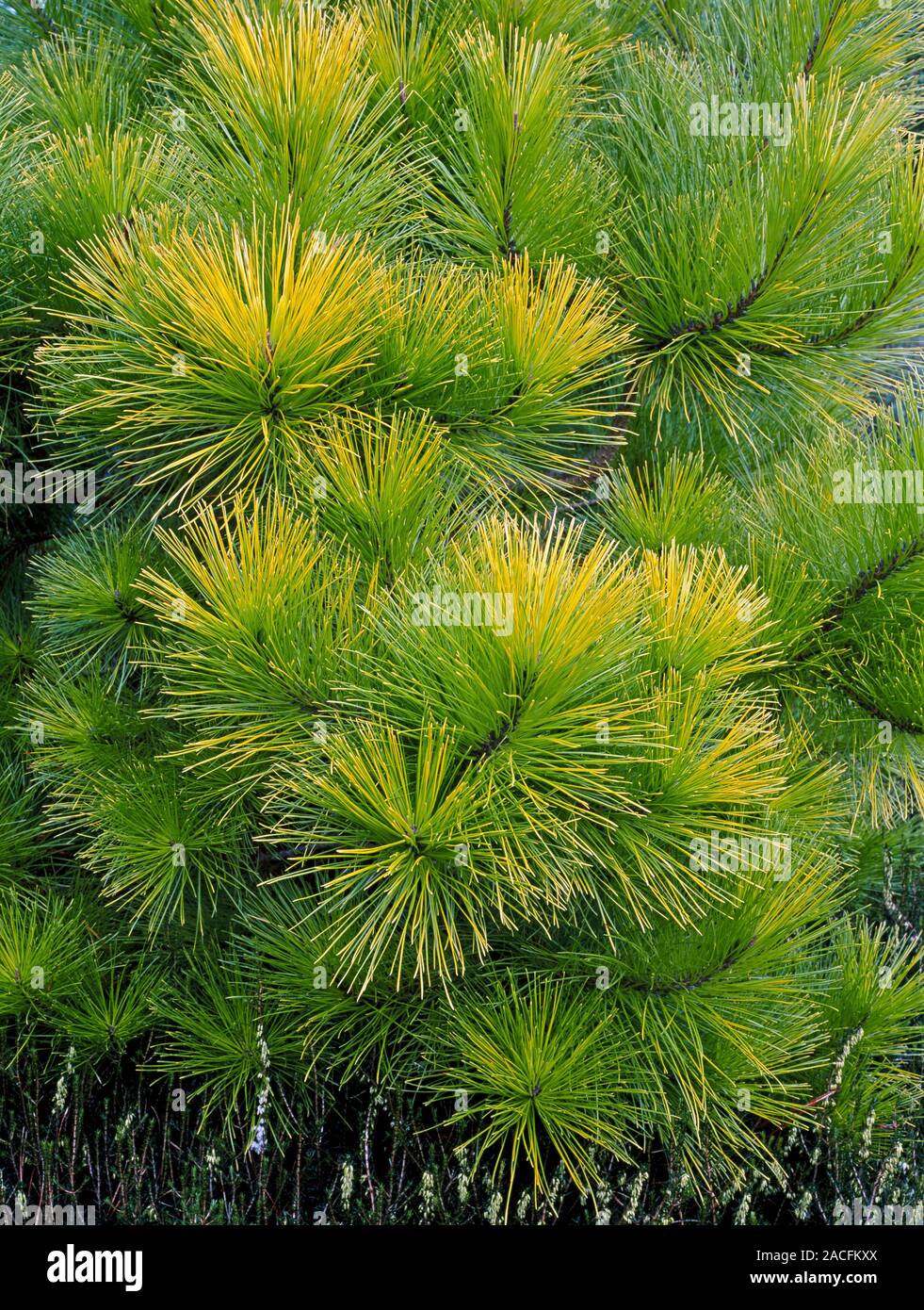 Pinus radiata 'Aurea' Stock Photo - Alamy