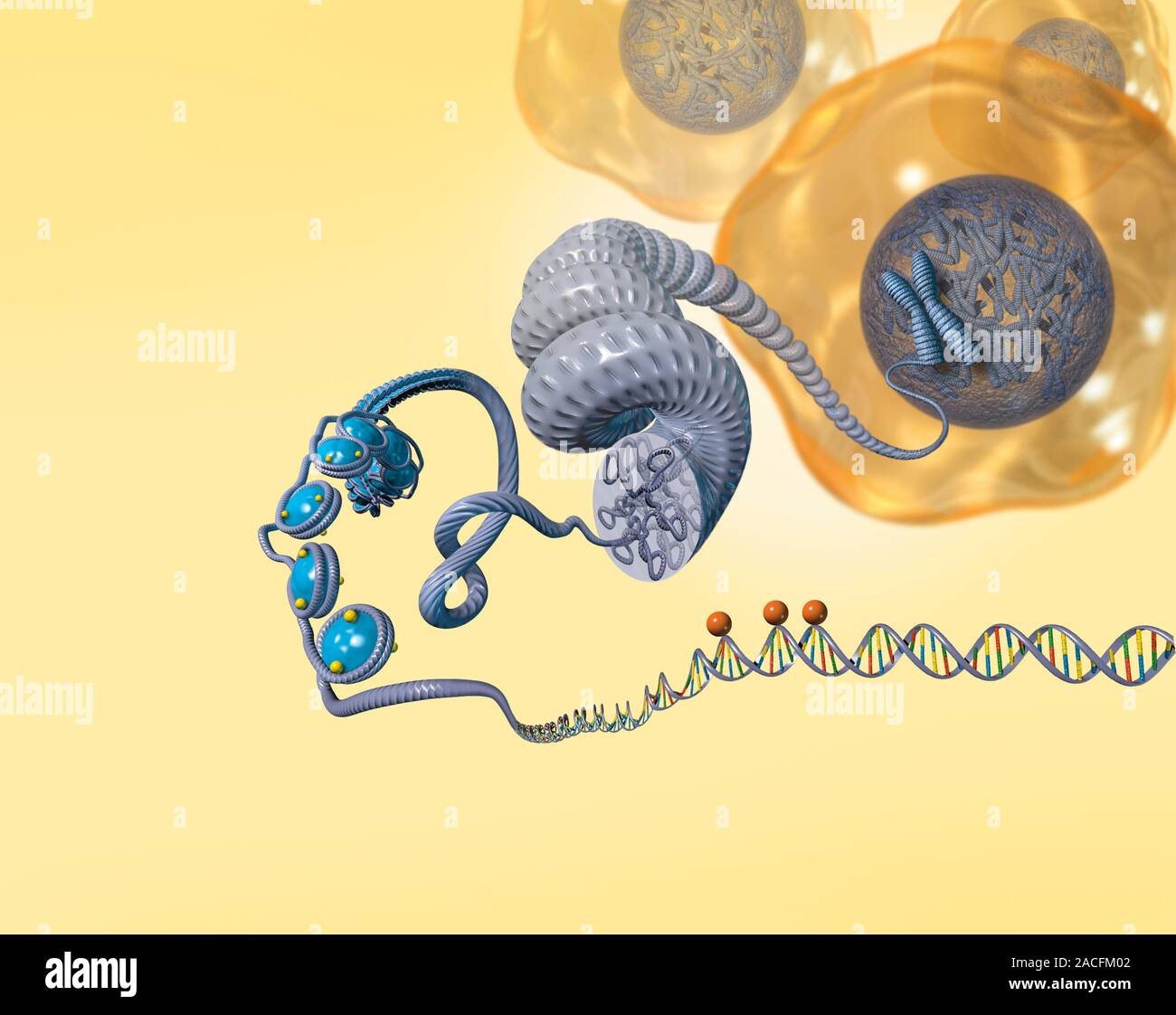 Cellular packaging of DNA. Artwork of a strand of the genetic material ...