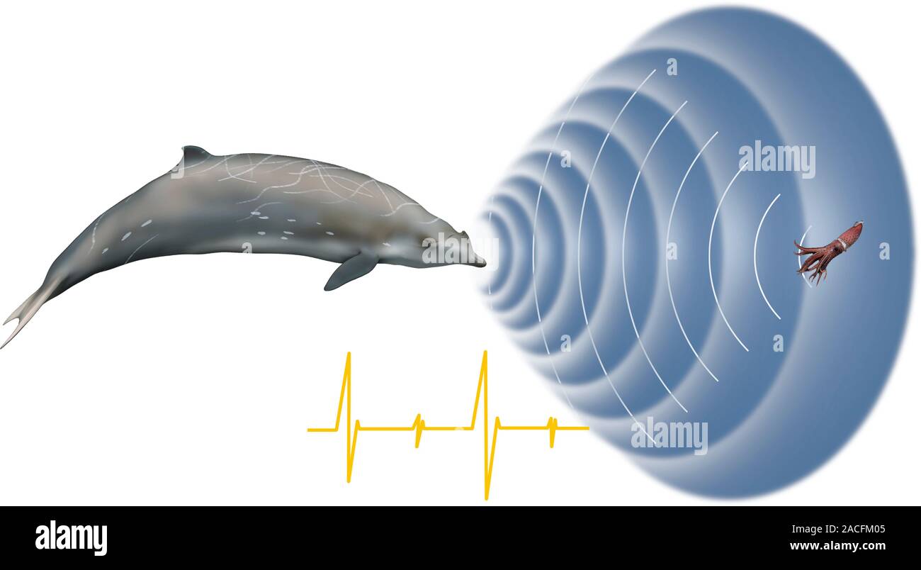 Whale sonar. Artwork of the sonar mechanism used by whales to detect ...