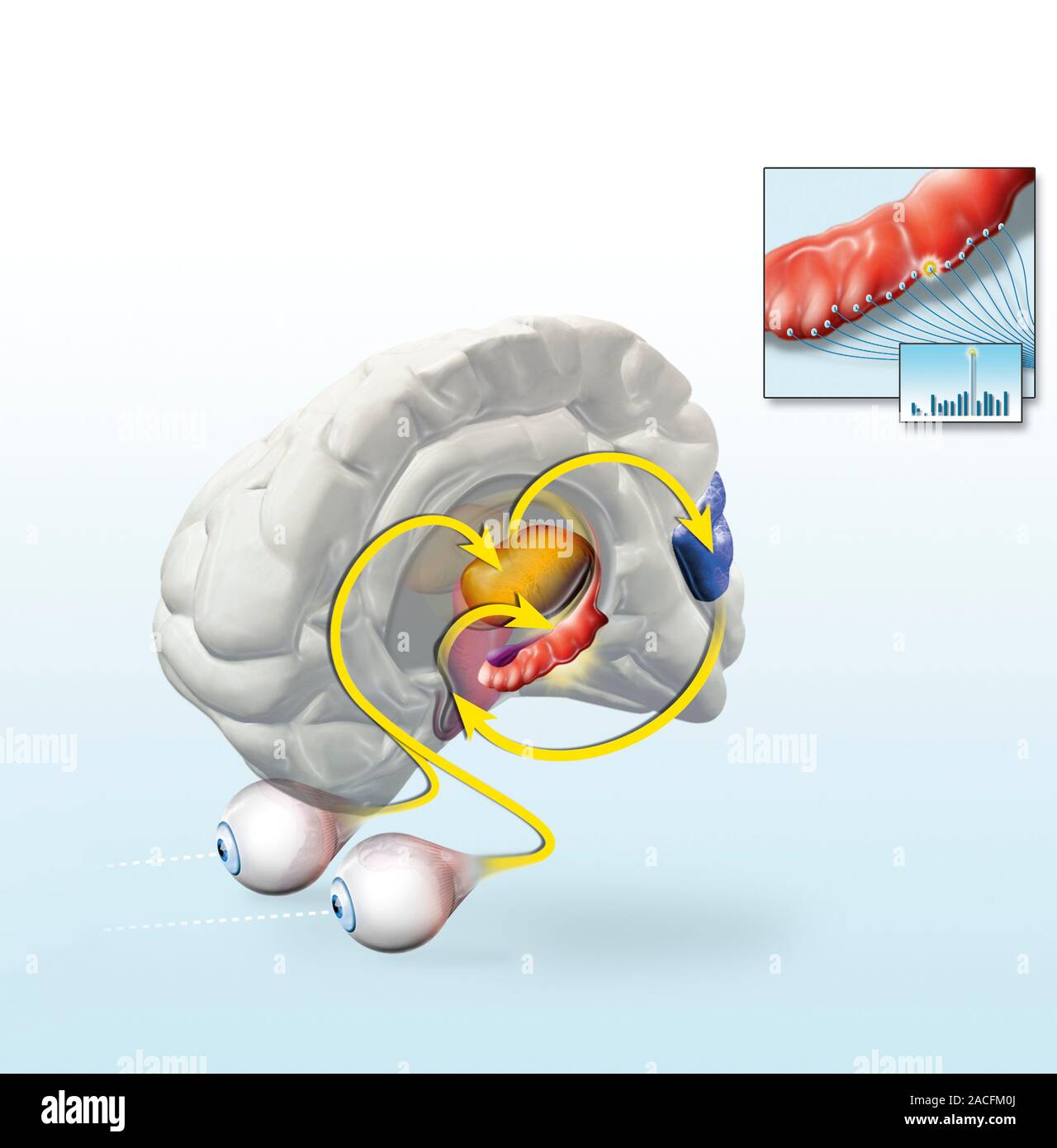 Short-term memory mechanisms. Artwork showing the neural signals ...