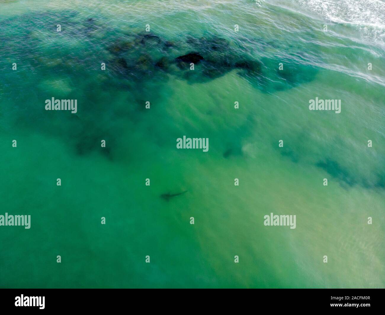 Sharks swiming in hot water near power plant at Hadera, Israel Stock ...