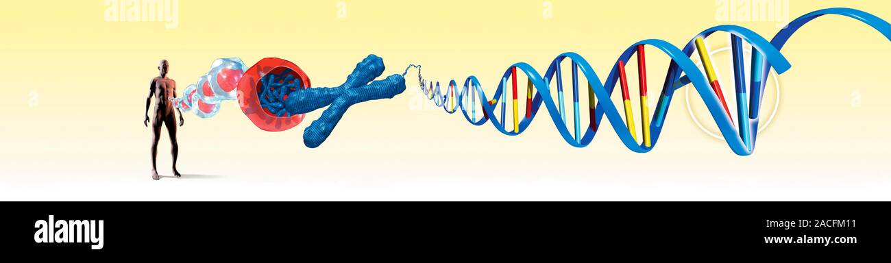 Cellular packaging of DNA. Artwork of a strand of the genetic material ...
