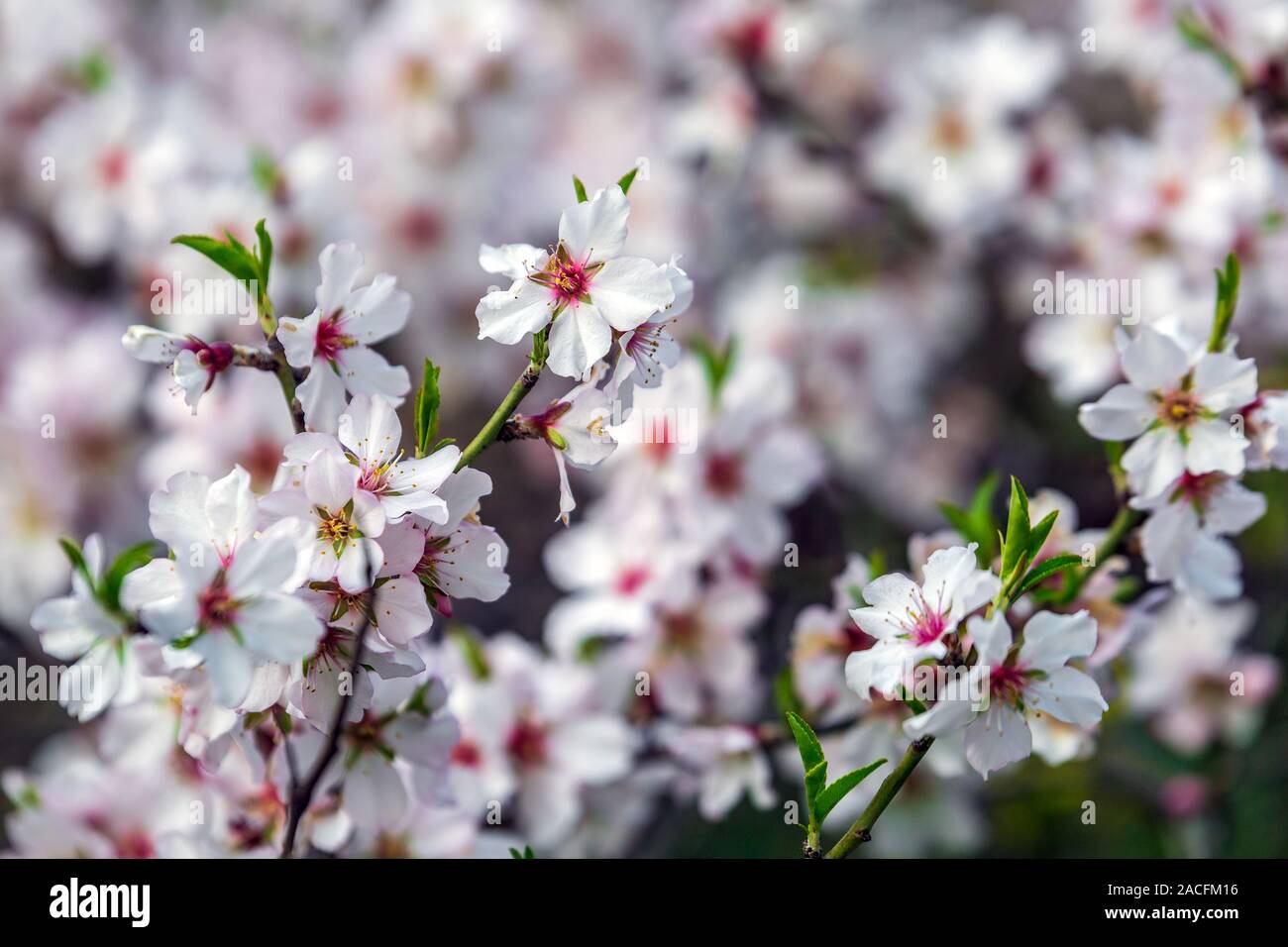 Almond tree bloom in blue streets of Holy city Safed, Israel Stock ...