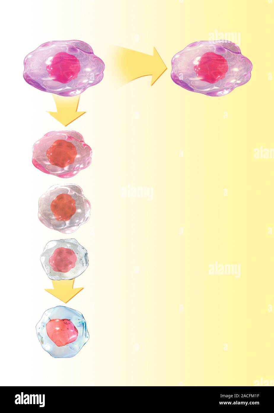 Stem cell development. Artwork of a stem cell (upper left) developing ...