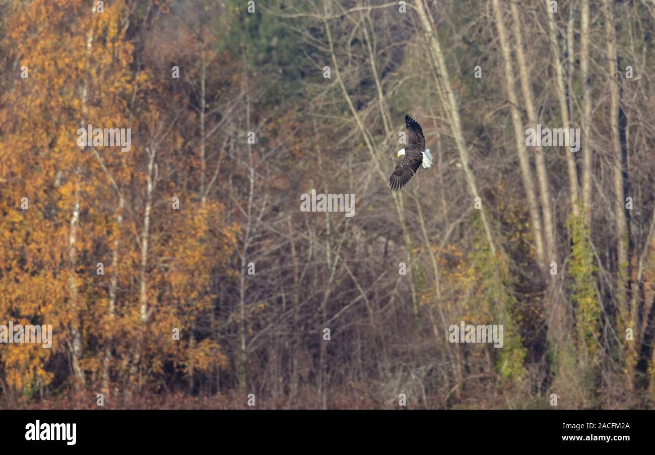 flying bald eagle at Richmond BC Canada Stock Photo - Alamy