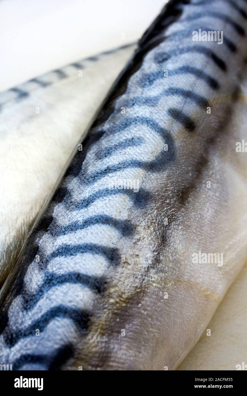 Mackerel. Close-up of the skin of a mackerel showing its patterning ...