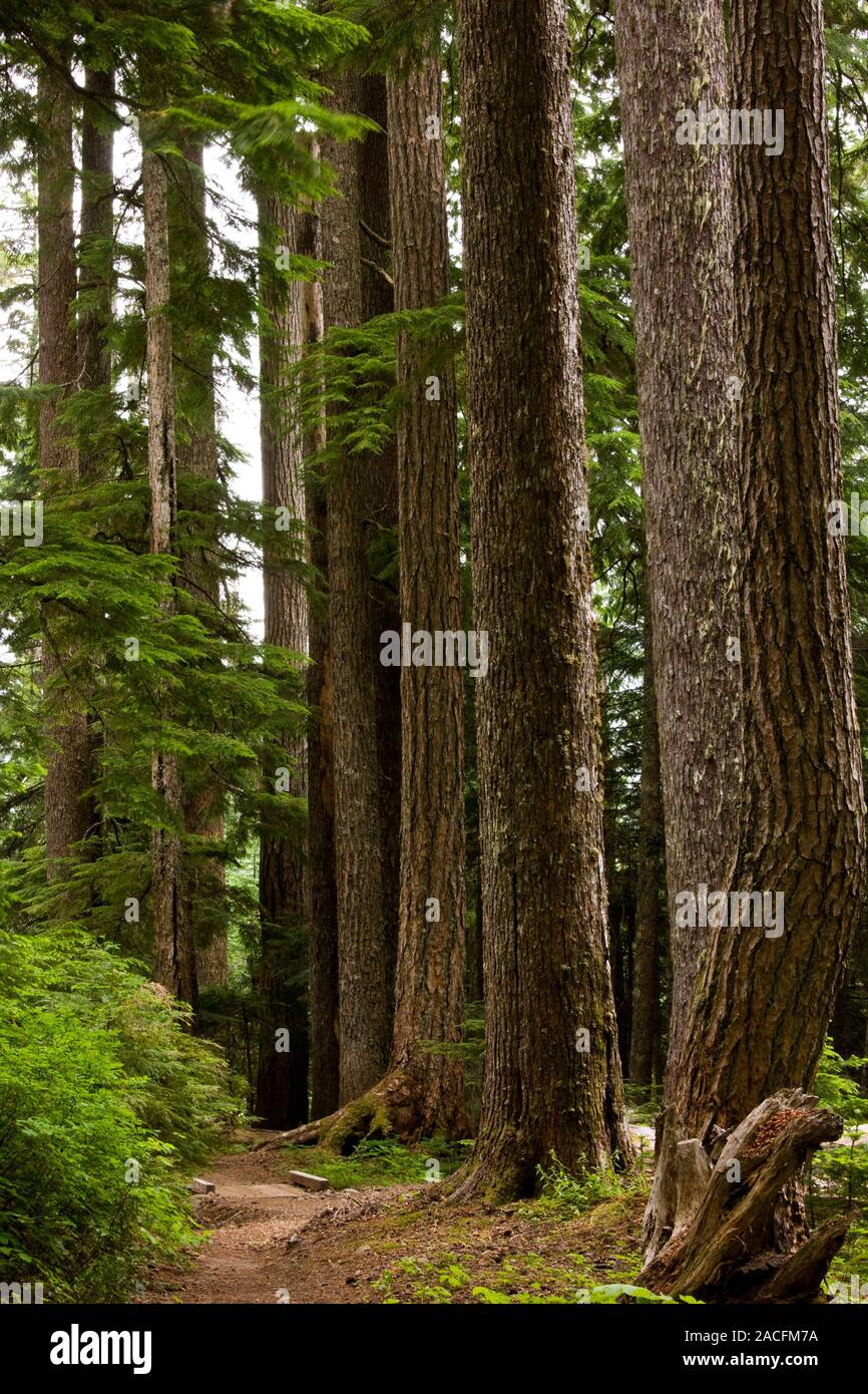 Douglas fir (Pseudotsuga menziesii) forest. Photographed at Lost Lake ...