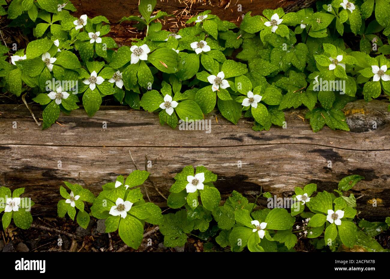 Western cordilleran bunchberry (Cornus unalaschkensis) flowers ...