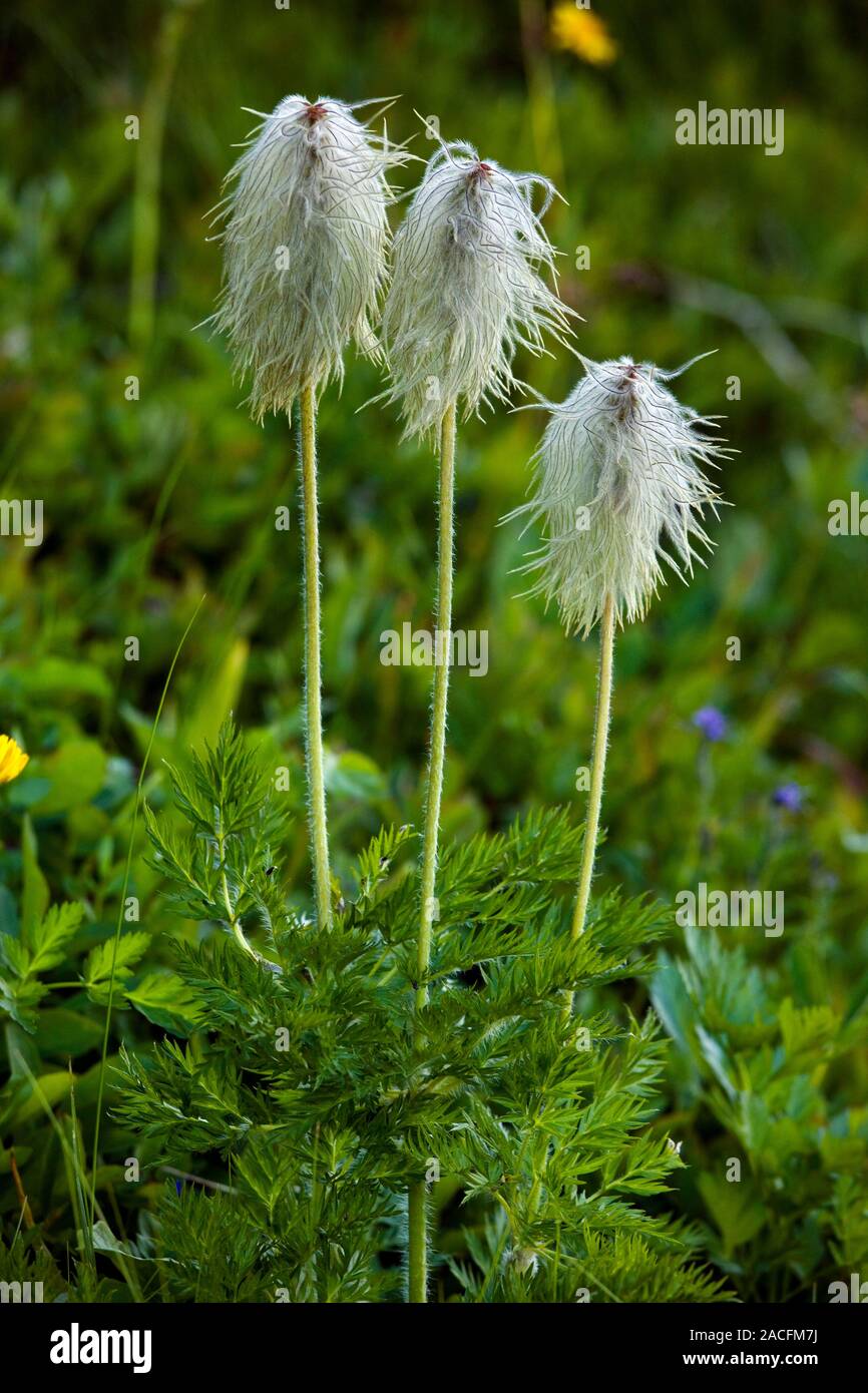 Western anemone (Anemone occidentalis) seed heads. Photographed on ...
