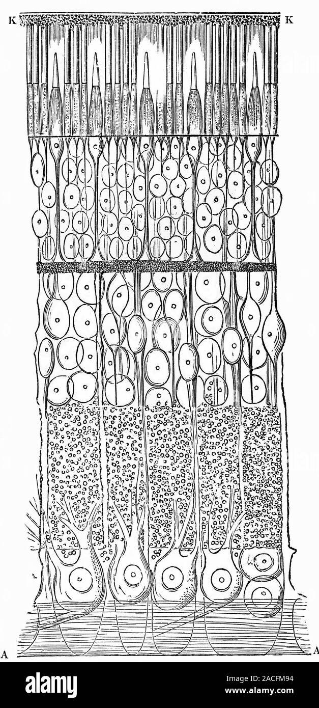 Human retina, 19th century artwork. Artwork from the 1886 ninth edition ...