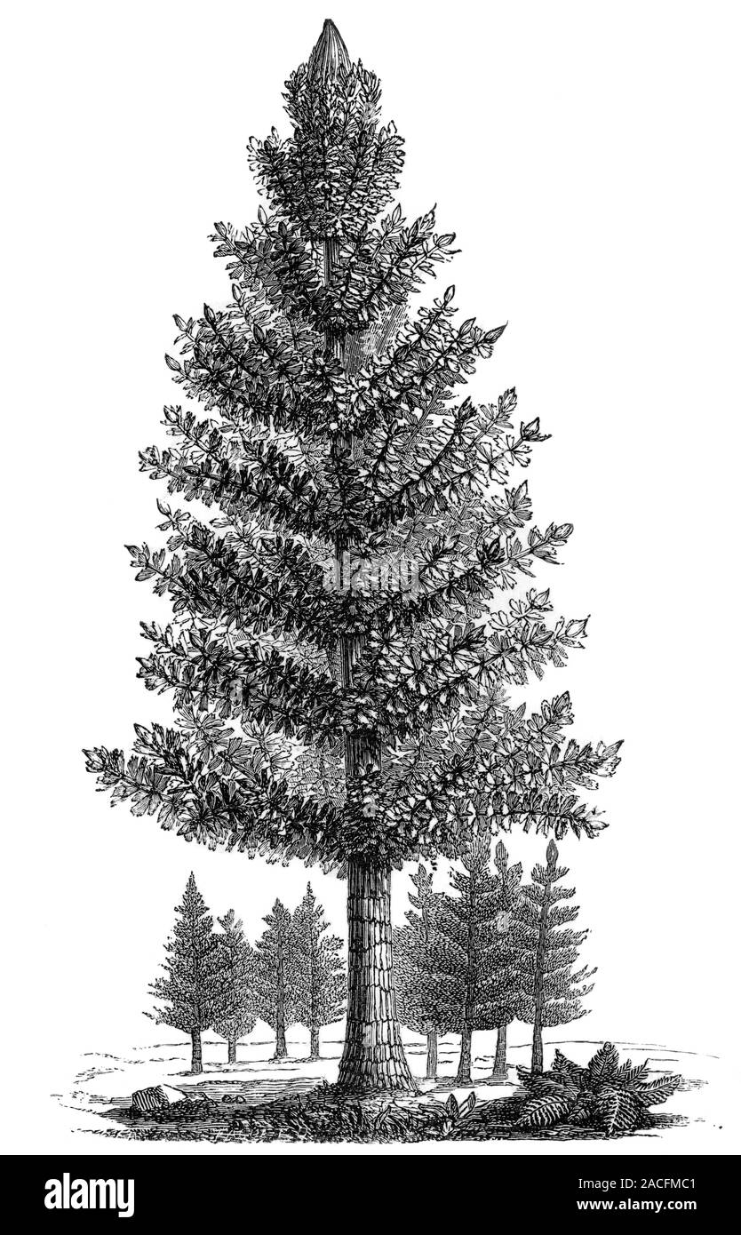 Sphenophyllum plant, 19th century artwork. Artwork from the 1886 ninth ...