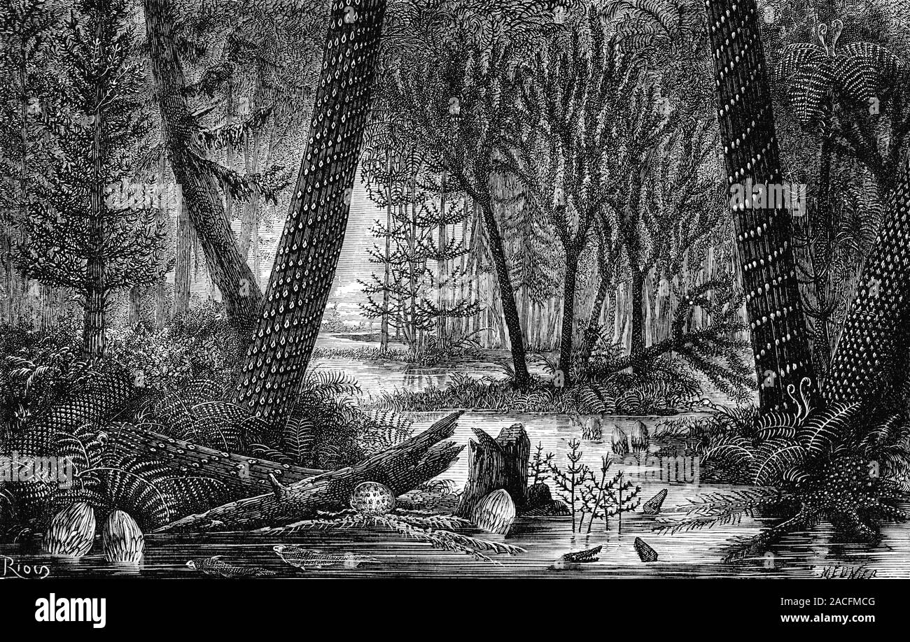 Carboniferous swamp, 19th century artwork. Artwork from the 1886 ninth ...