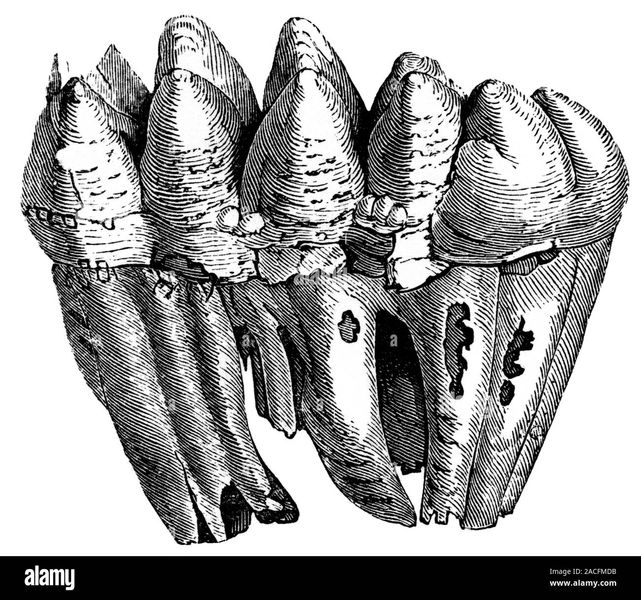 Mastodon teeth (molars), 19th century artwork. Artwork from the 1886 ...