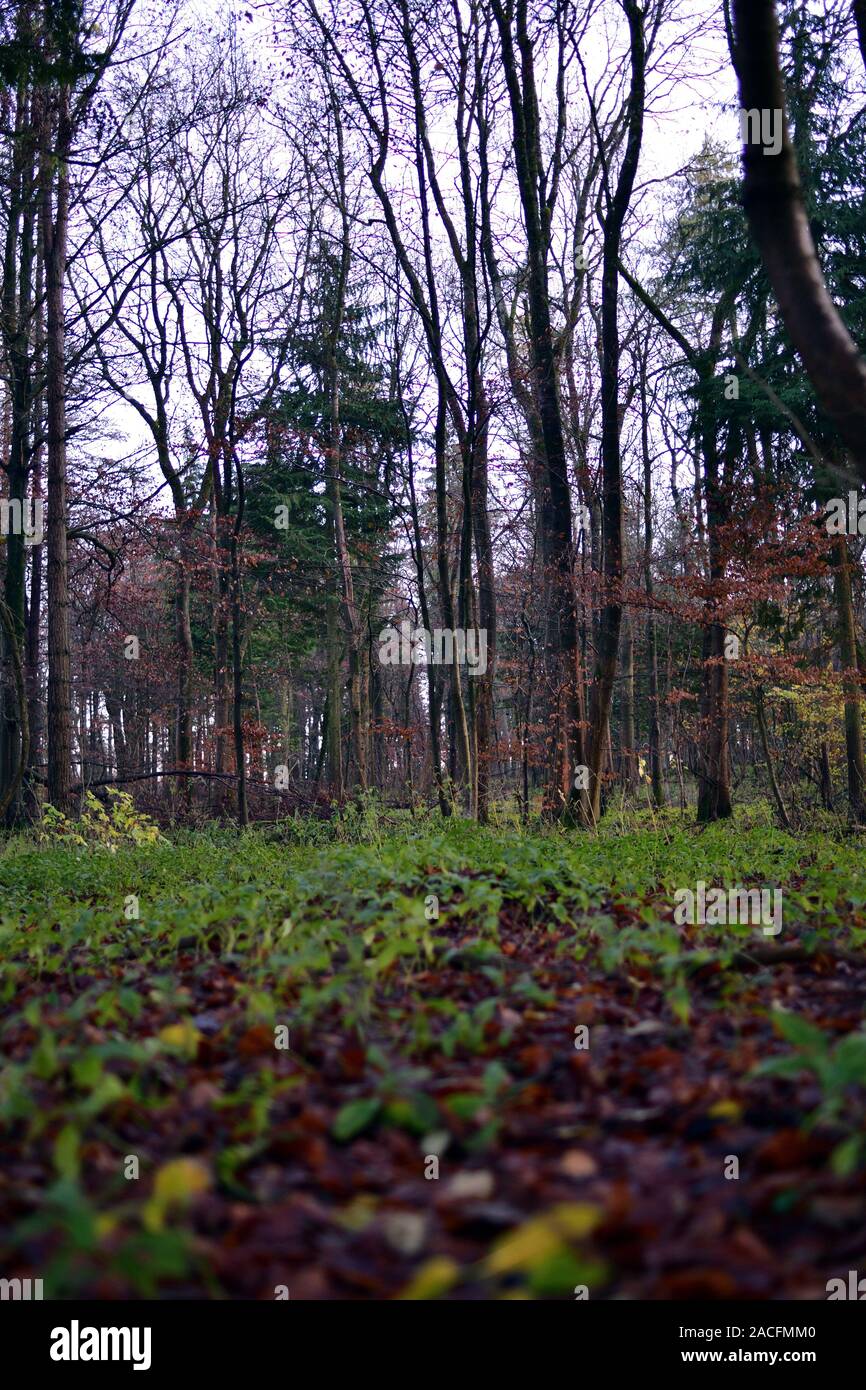 Ground level view of trees in a woodland Stock Photo - Alamy