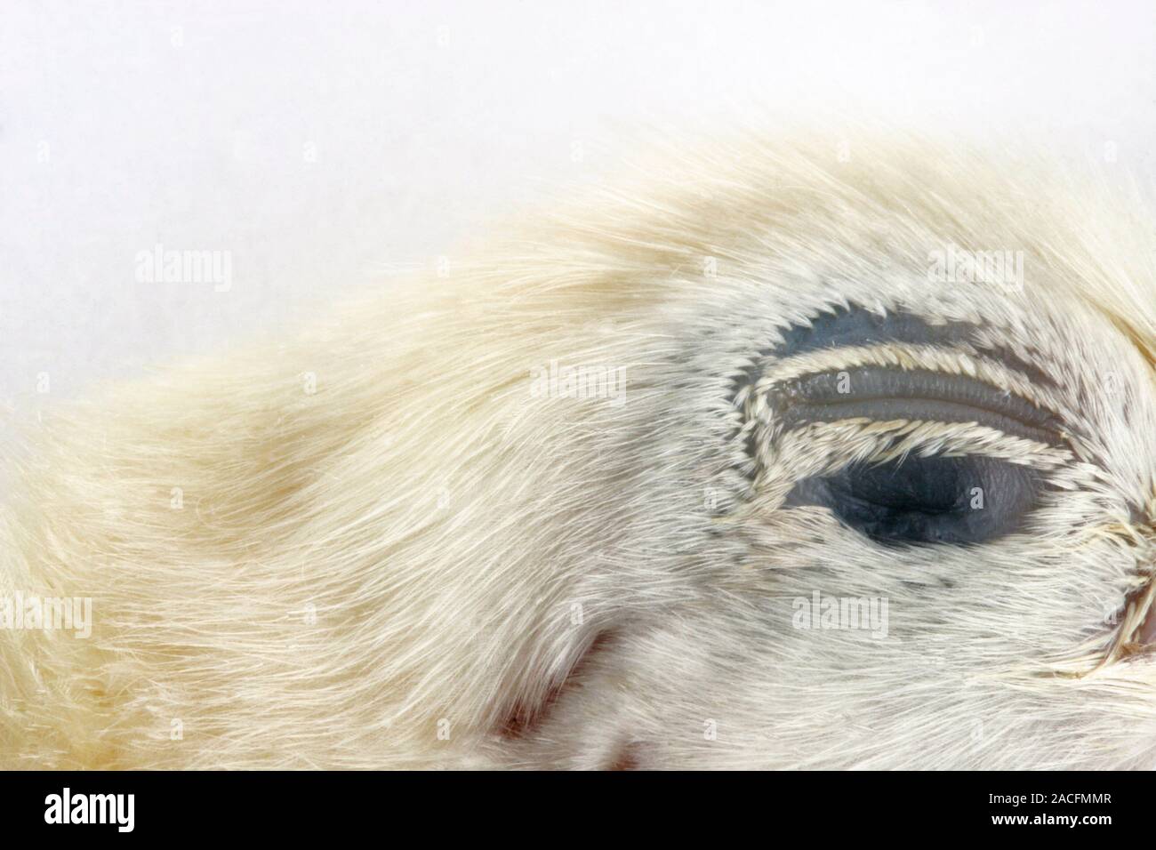 Chick eye. The eye is closed, revealing the dark eyelids Stock Photo ...