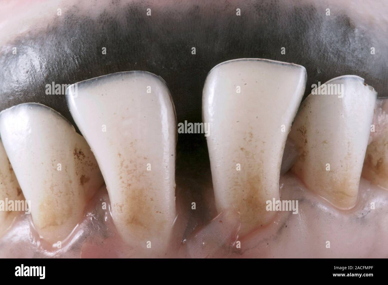 Pig (Sus scrofa domestica) teeth Stock Photo - Alamy