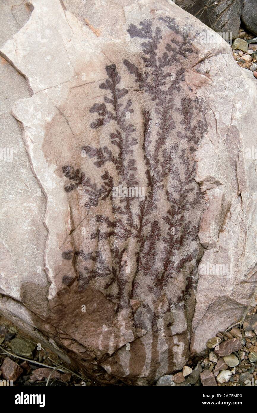 Seaweed fossil in rock. Fossils are the preserved remains of plants and ...