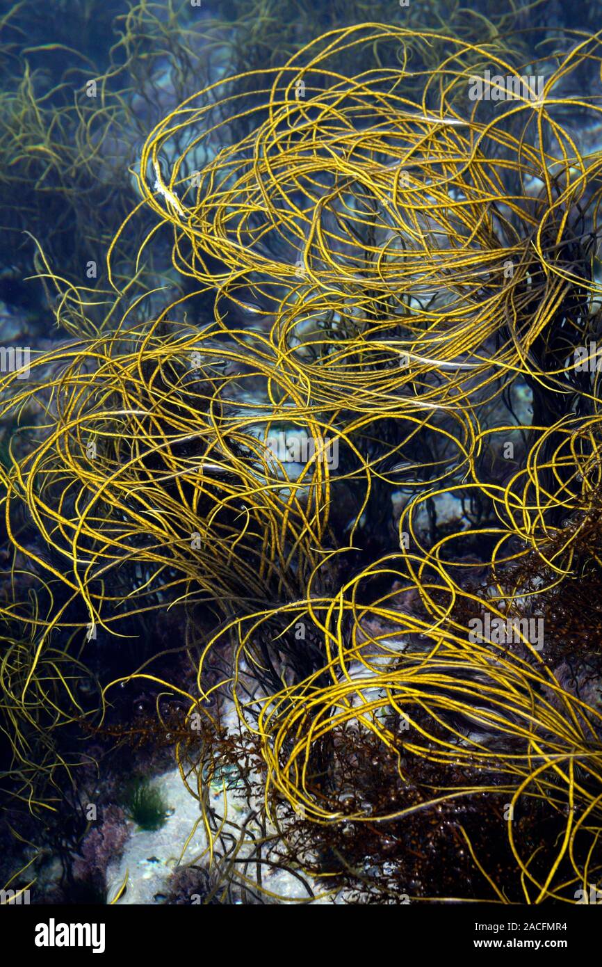 Thongweed (Himanthalia elongata) in a rock pool. This seaweed consists ...