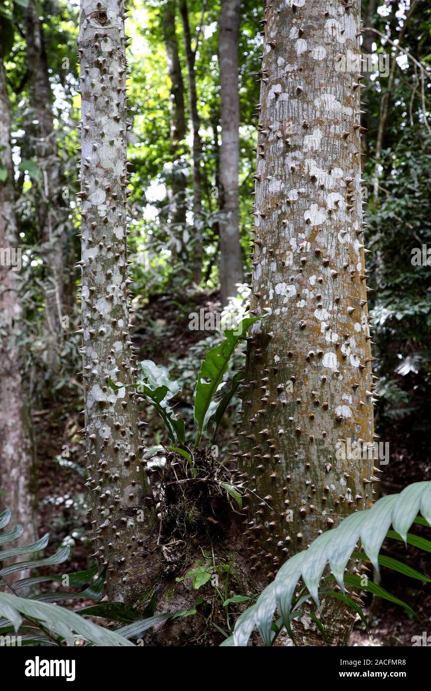 Ceiba (Ceiba sp.) trees, showing their characteristic spines. The bark ...