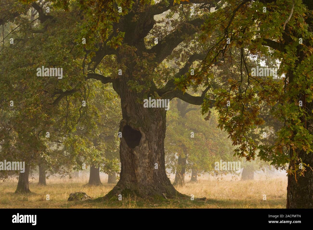 Ancient wood pasture with oak (Quercus sp.) trees in the mist at the ...