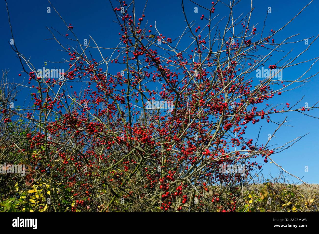 Wild Hawthorn tree (Crataegus monogyna) with autumn fruit. Photographed ...