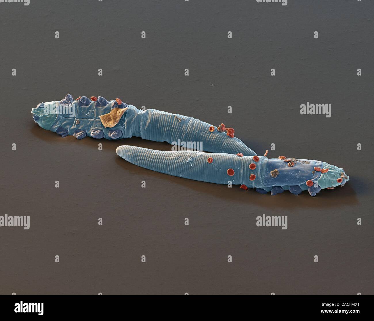 Eyelash mites, coloured scanning electron micrograph (SEM). Eyelash ...