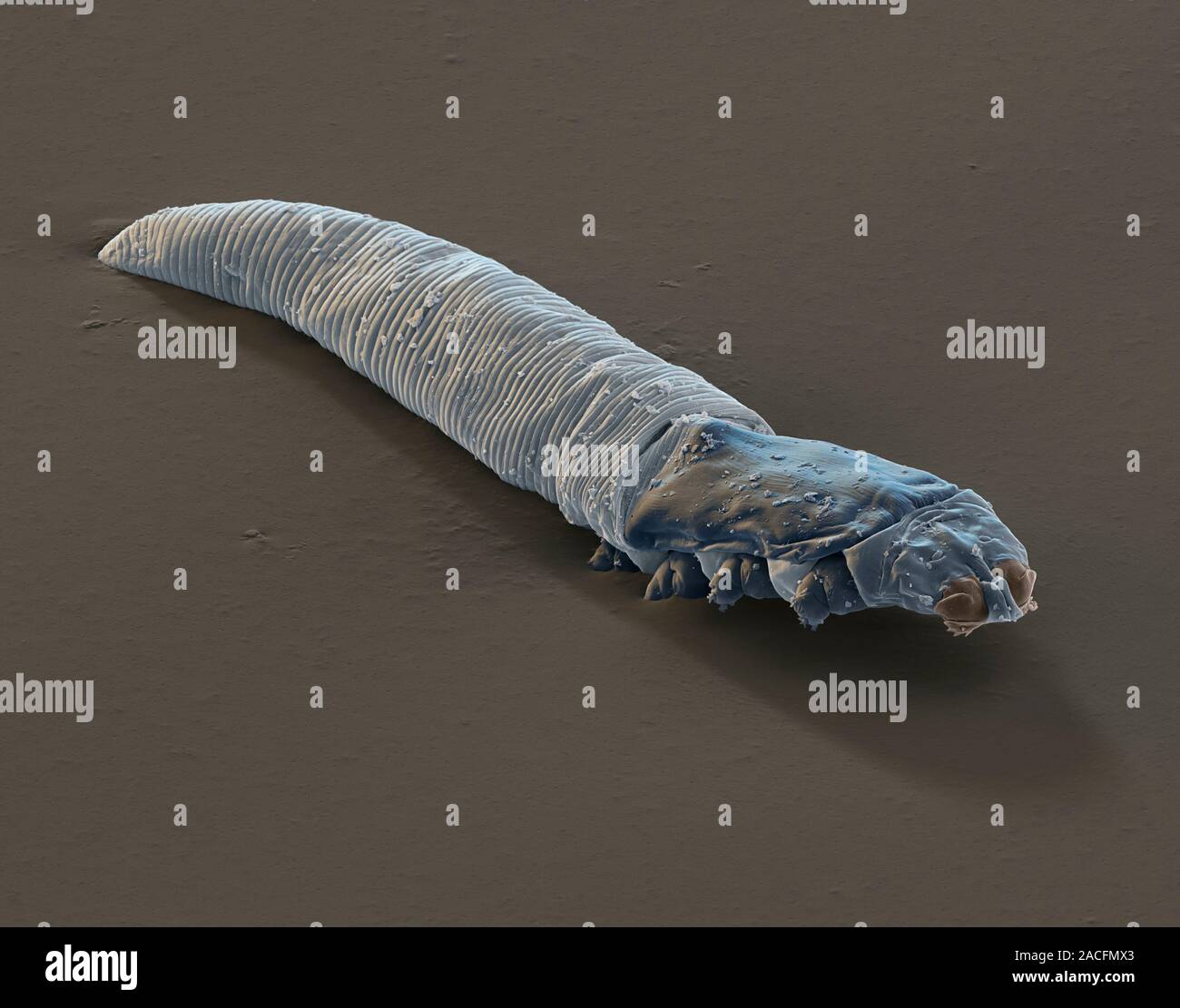 Eyelash mite, coloured scanning electron micrograph (SEM). Eyelash ...