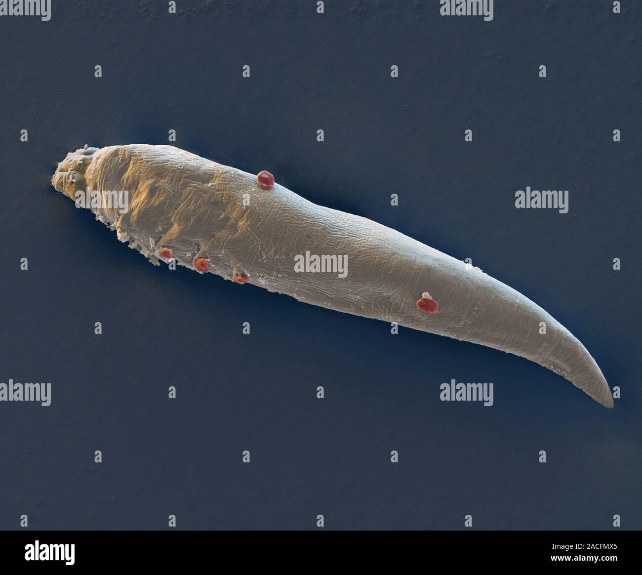 Eyelash mite larva, coloured scanning electron micrograph (SEM ...