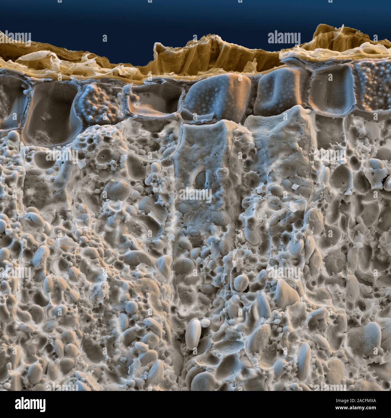 Spelt grain. Coloured scanning electron micrograph (SEM) of a section ...