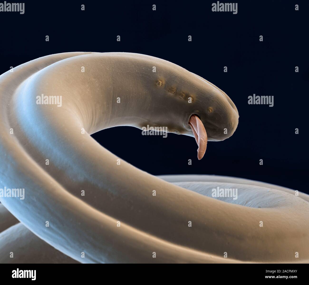 Heartworm. Coloured scanning electron micrograph (SEM) of the tail of a ...