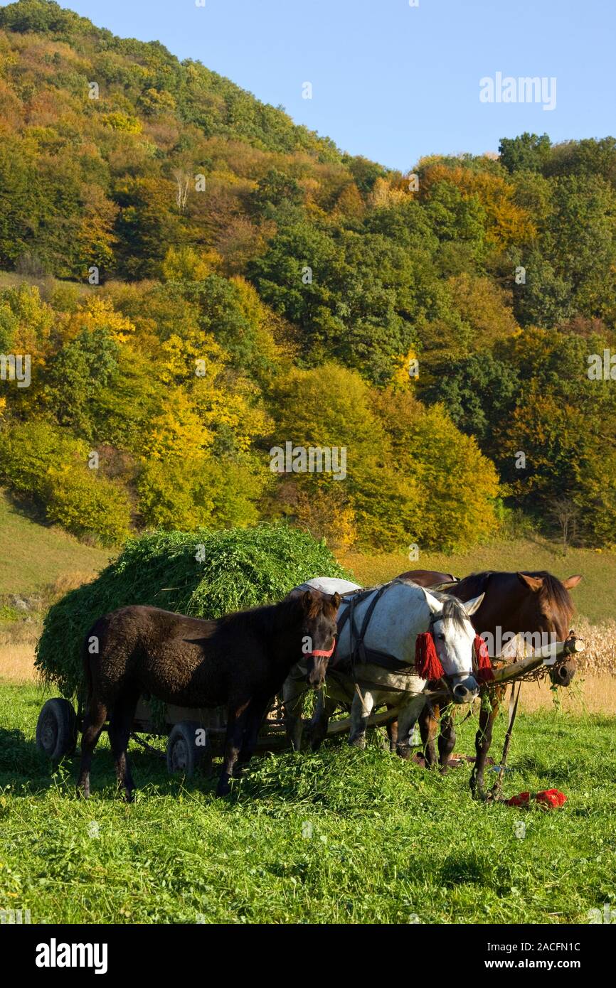 Grass harvest. Horses with a cart full of grass and other plants that ...