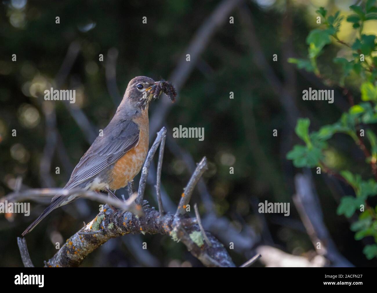 An american robin with caterpillers in its mouth Stock Photo - Alamy