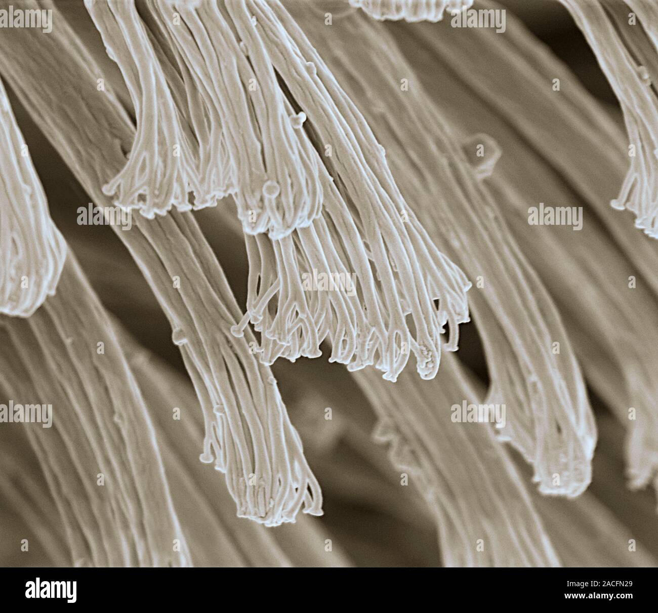 Gecko foot hairs. Coloured scanning electron micrograph (SEM) of hairs ...