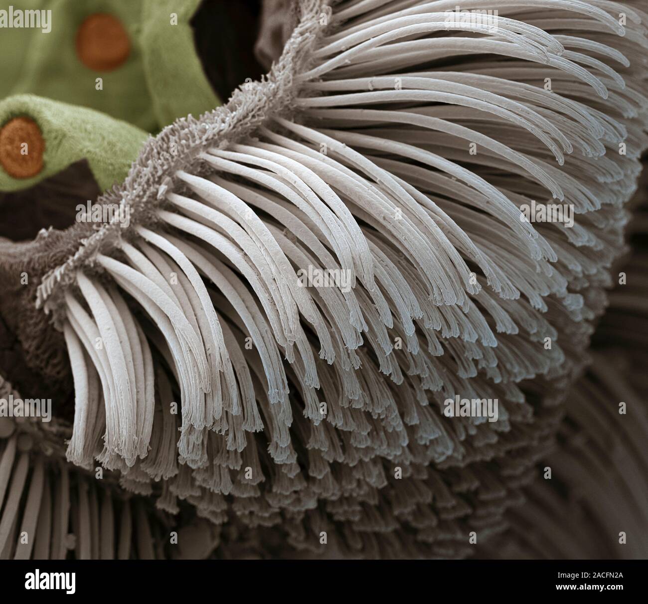 Gecko foot hairs. Coloured scanning electron micrograph (SEM) of hairs ...