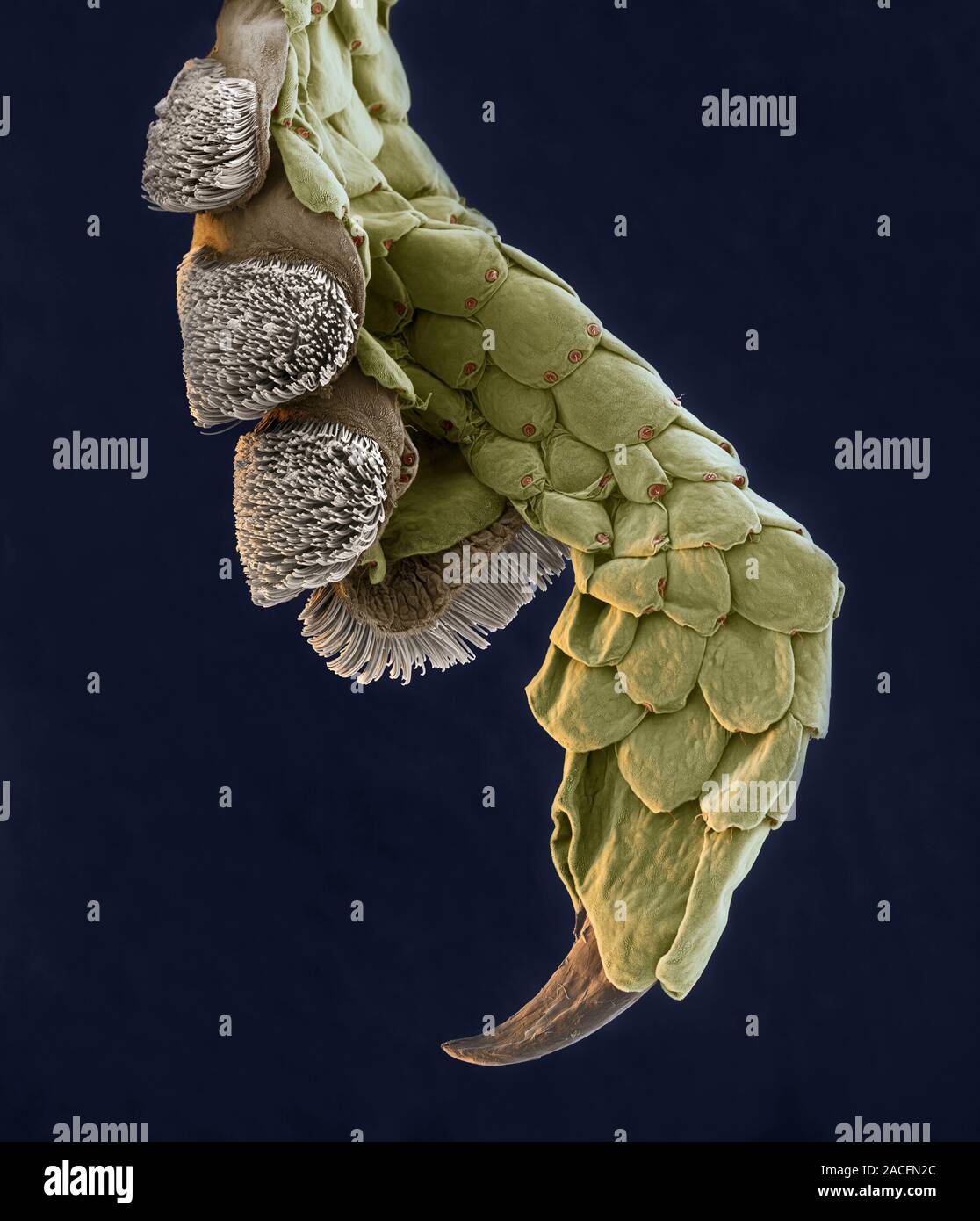 Gecko foot. Coloured scanning electron micrograph (SEM) of a gecko's ...