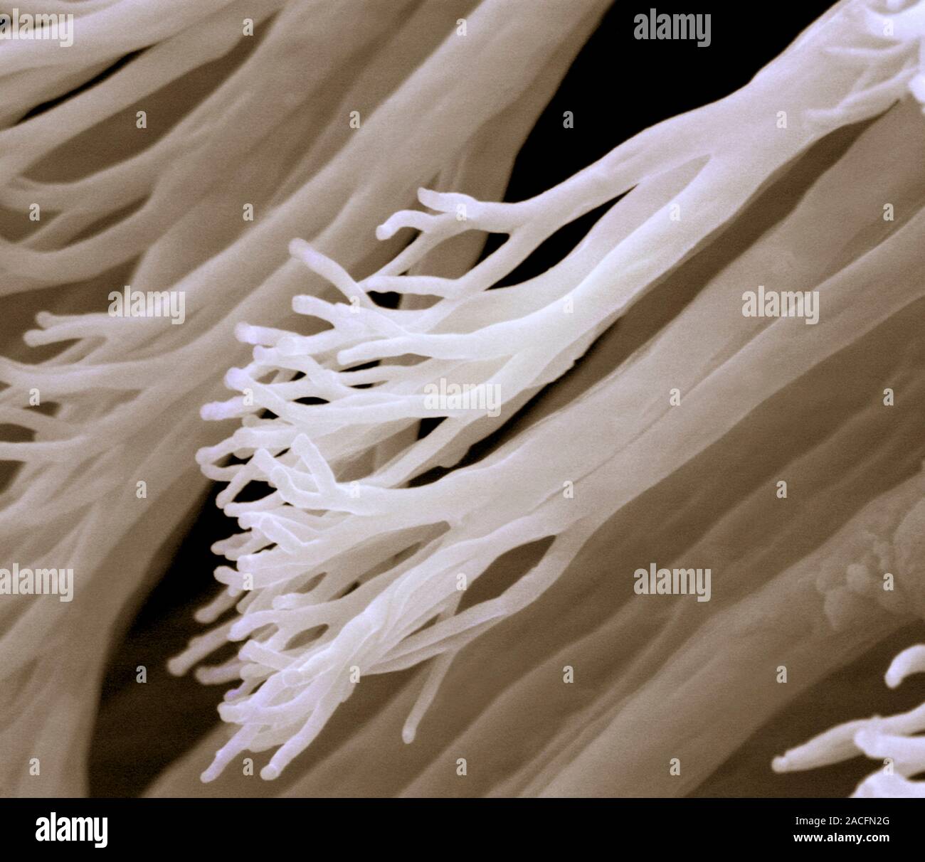 Gecko foot hairs. Coloured scanning electron micrograph (SEM) of hairs ...