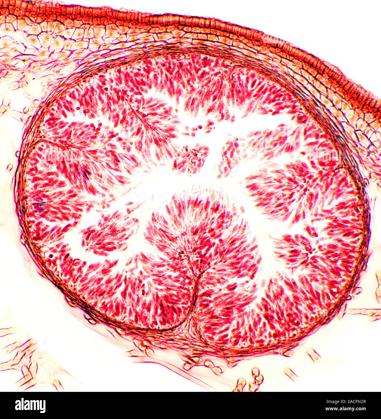 Bladder wrack, light micrograph. Transverse section through a male ...