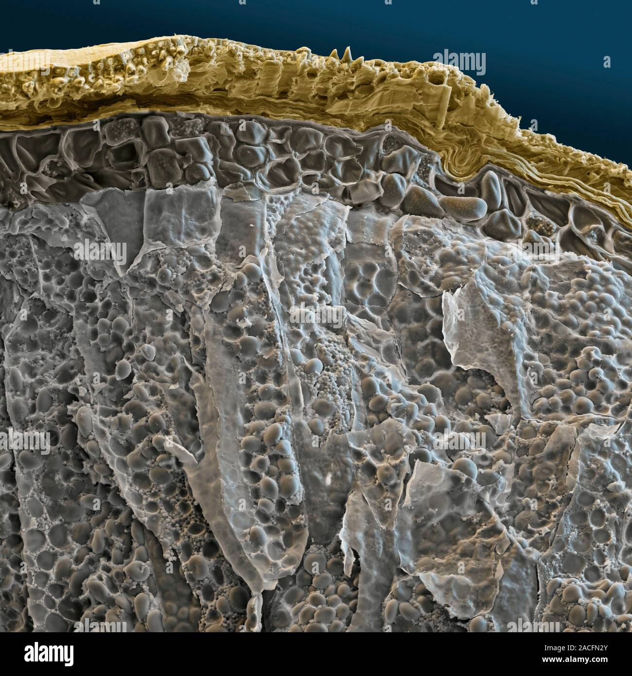 Barley grain. Coloured scanning electron micrograph (SEM) of a section ...