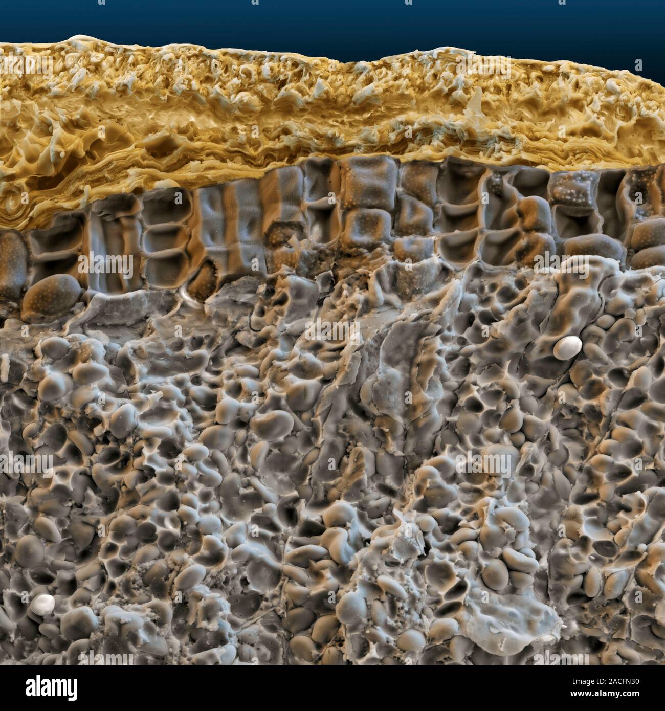 Barley grain. Coloured scanning electron micrograph (SEM) of a section ...